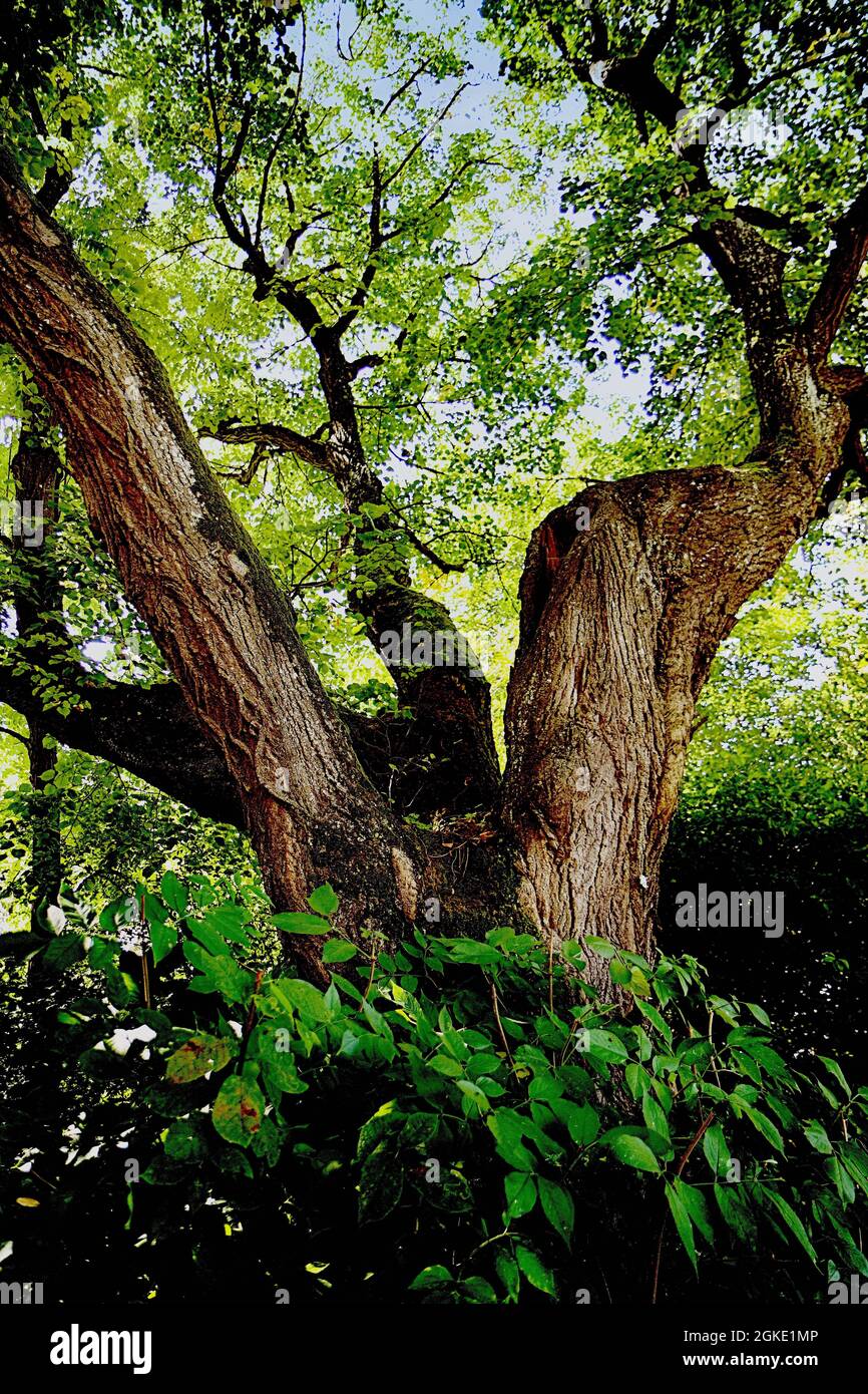 Old big lime treold hi-res stock photography and images - Alamy
