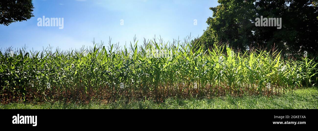 Agriculture and crop cultivation: corn field in summer Stock Photo - Alamy