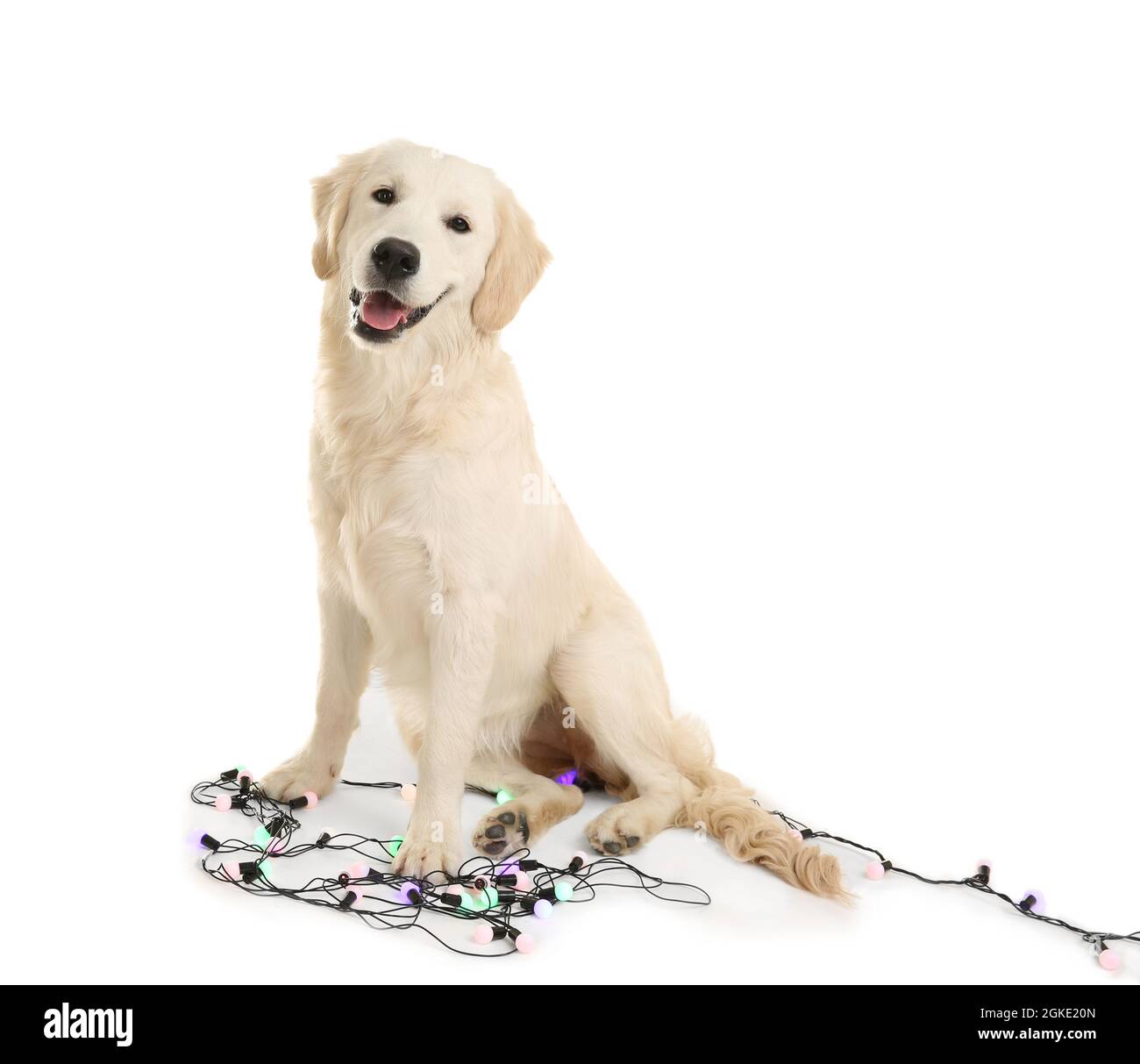 Cute dog sitting with Christmas lights on white background Stock Photo ...