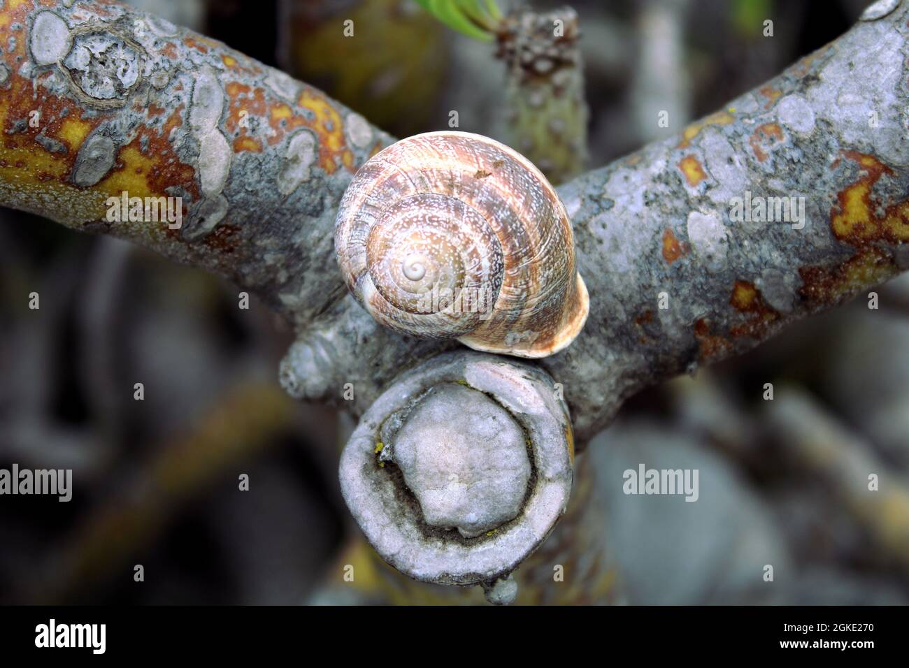 Caracol blanco hi-res stock photography and images - Alamy