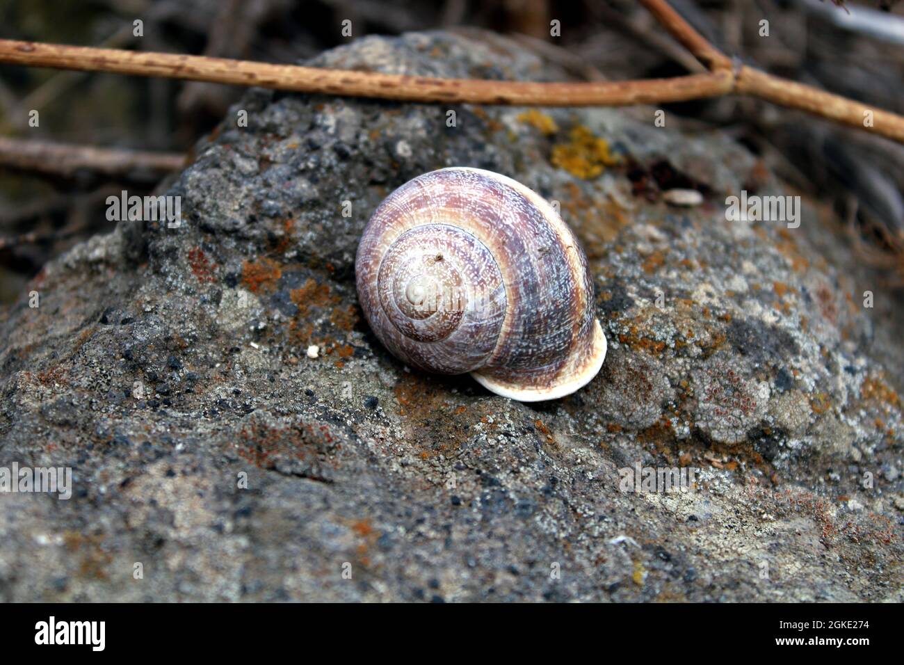 Molusco blanco hi-res stock photography and images - Alamy