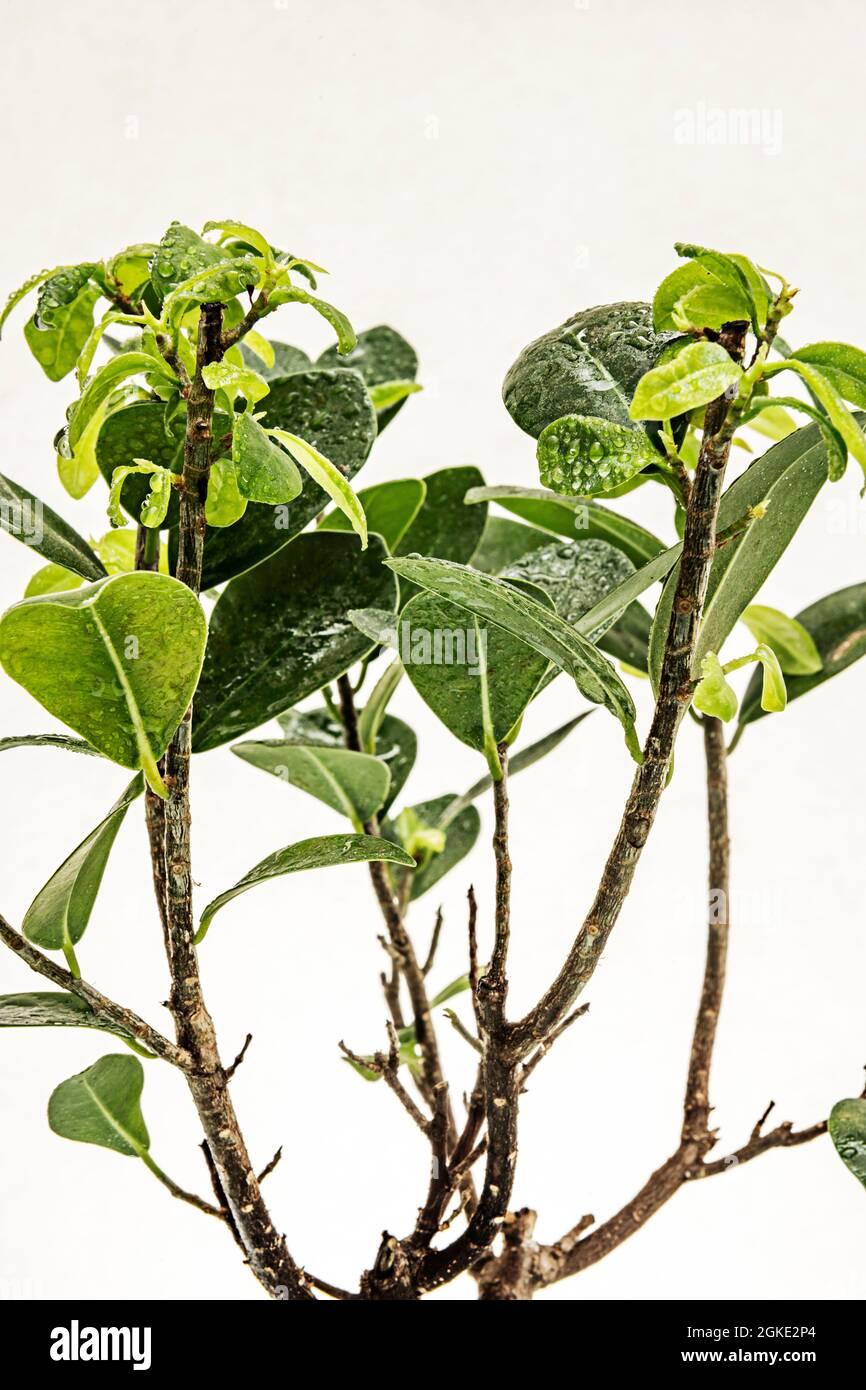 Bonsai ginseng leaves with water drops on them and white background ...
