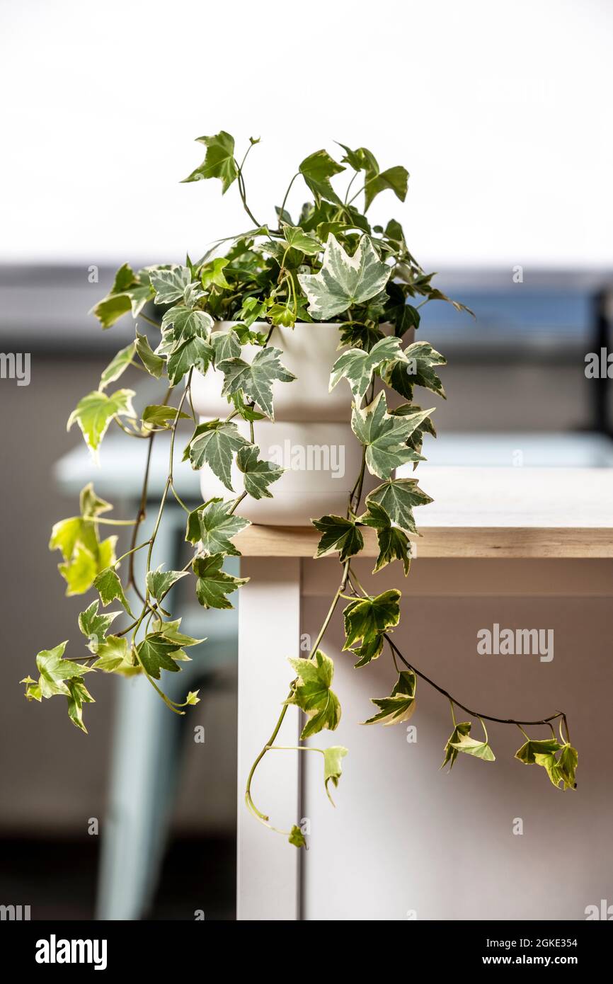 climbing hedera helix in small white pot with branches dangling Stock ...