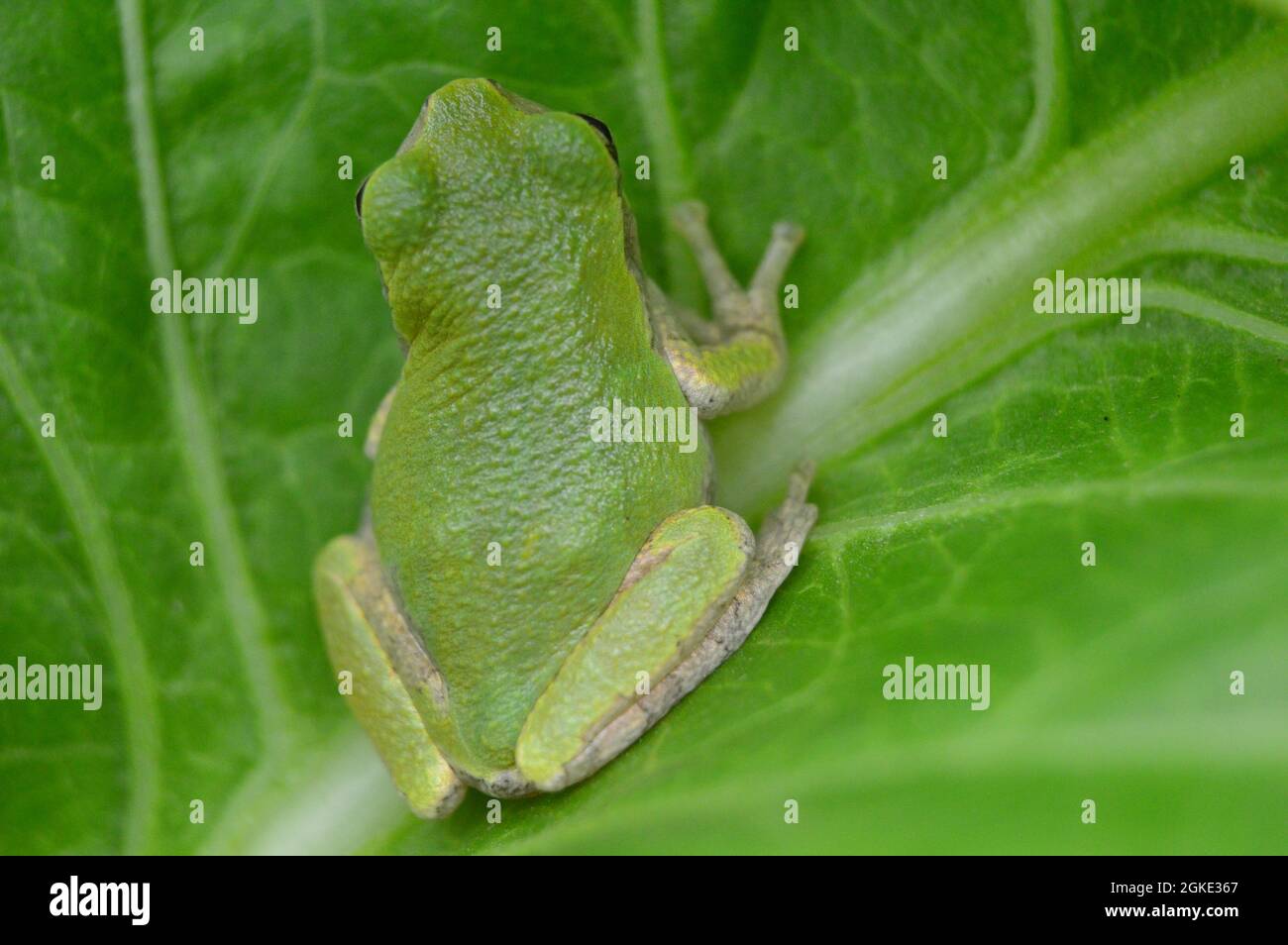 Green tree frog, Hyla cinerea, posing on garden leaf Stock Photo - Alamy