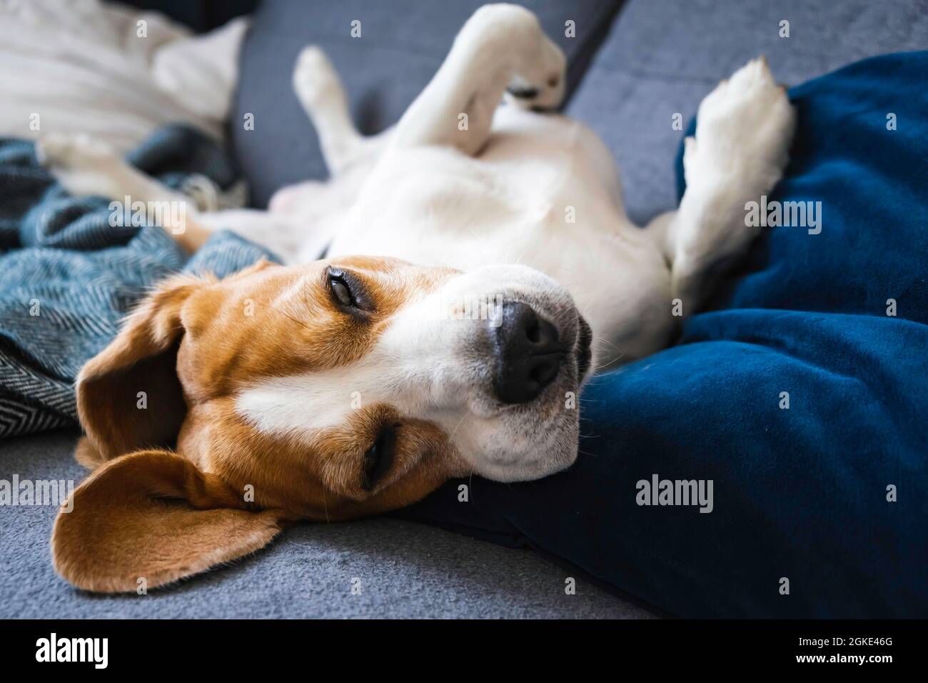 Funny Beagle dog tired sleeps on a couch Stock Photo - Alamy