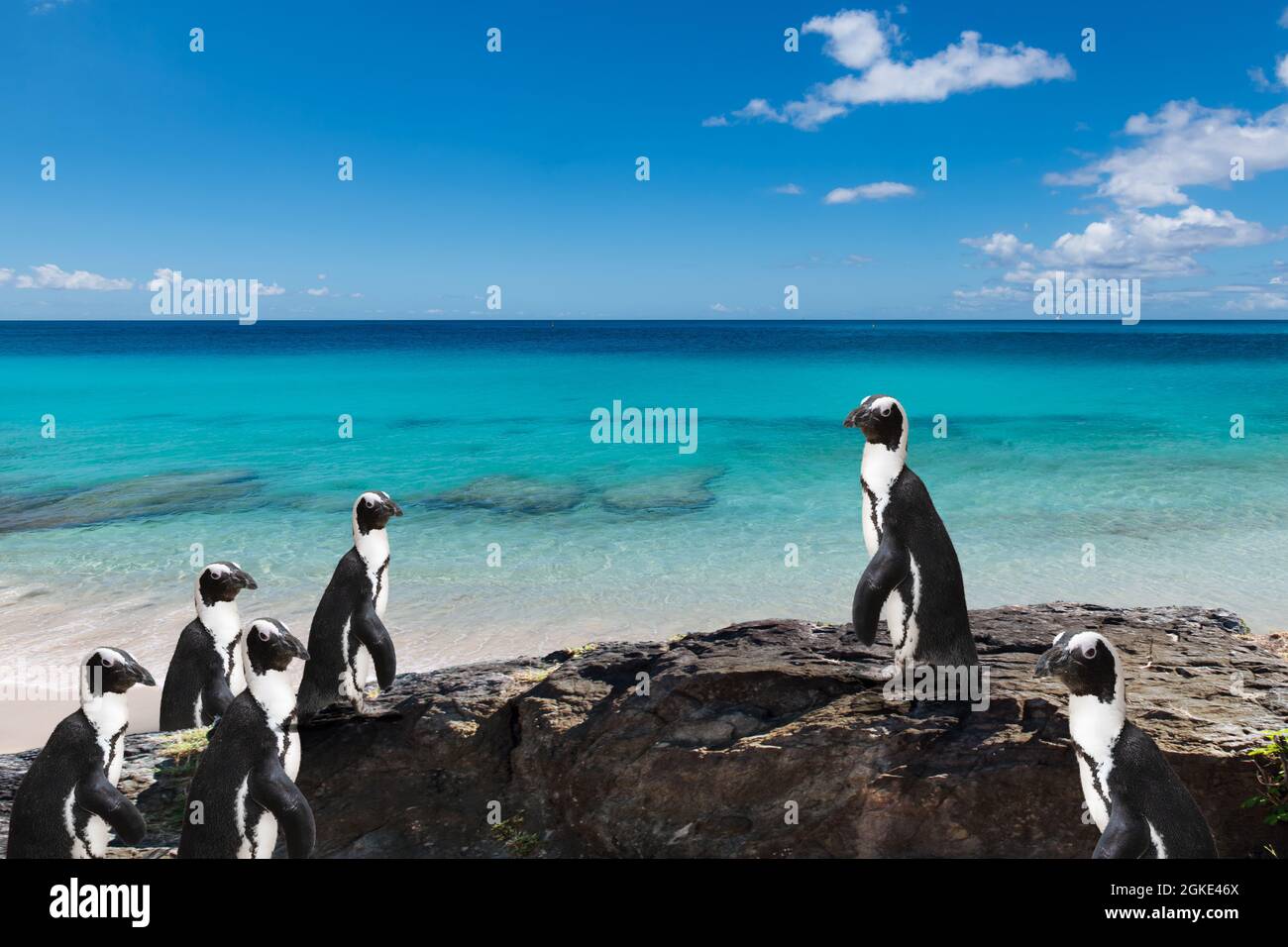Cute penguins on beautiful beach Stock Photo - Alamy