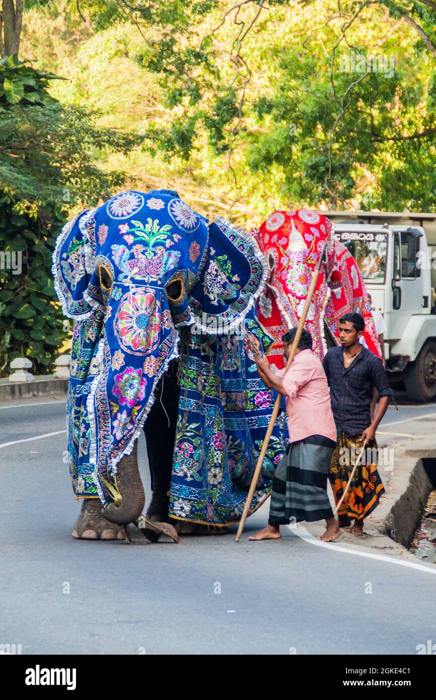 KANDY, SRI LANKA - JULY 19, 2016: Decorated elephant on a street of ...