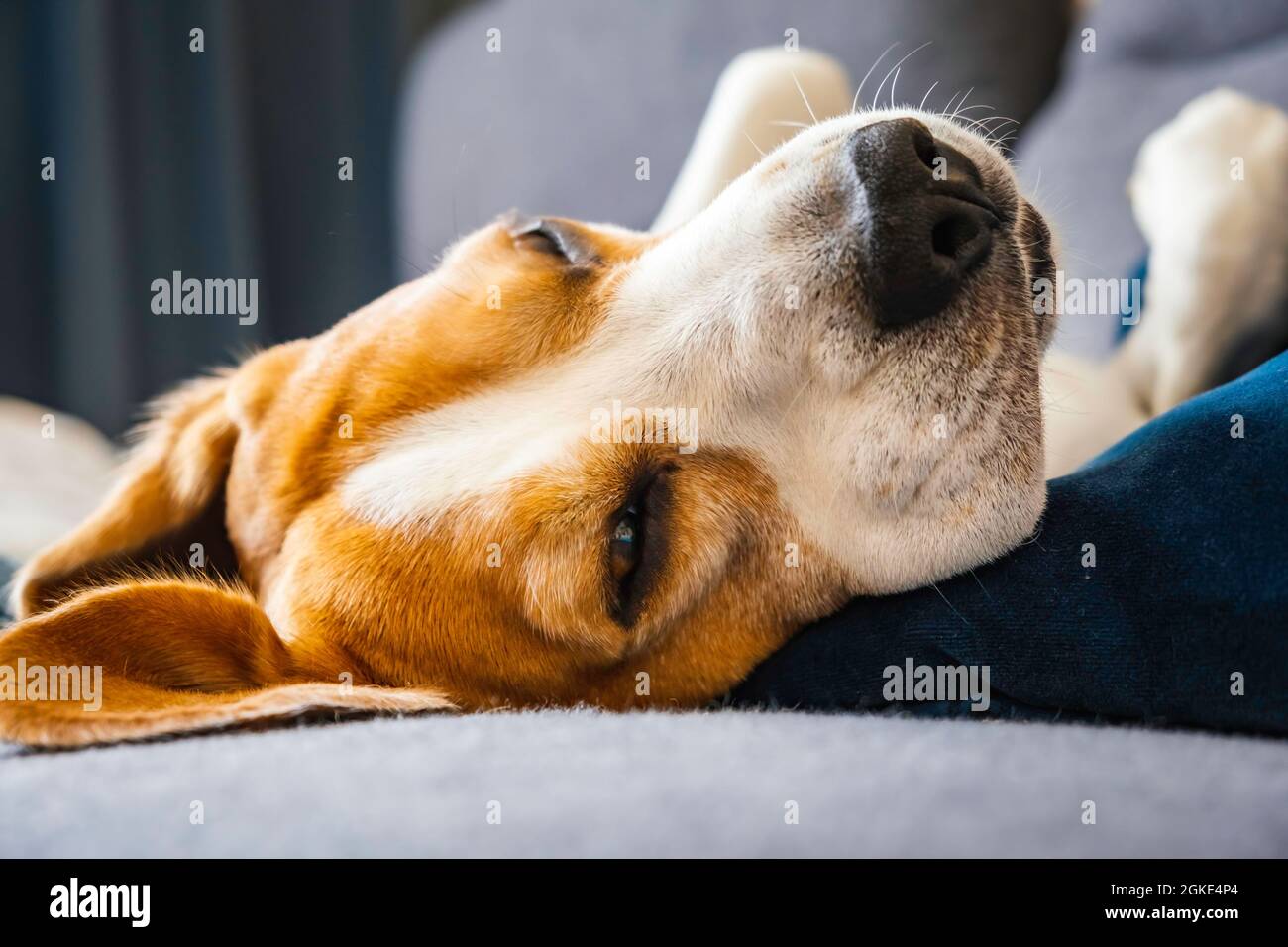 Funny Beagle dog tired sleeps on a couch Stock Photo - Alamy