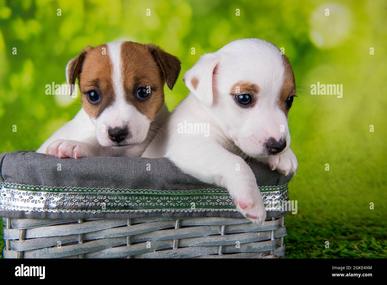 Two cute jack russell terrier puppies sitting in an Easter box Stock ...