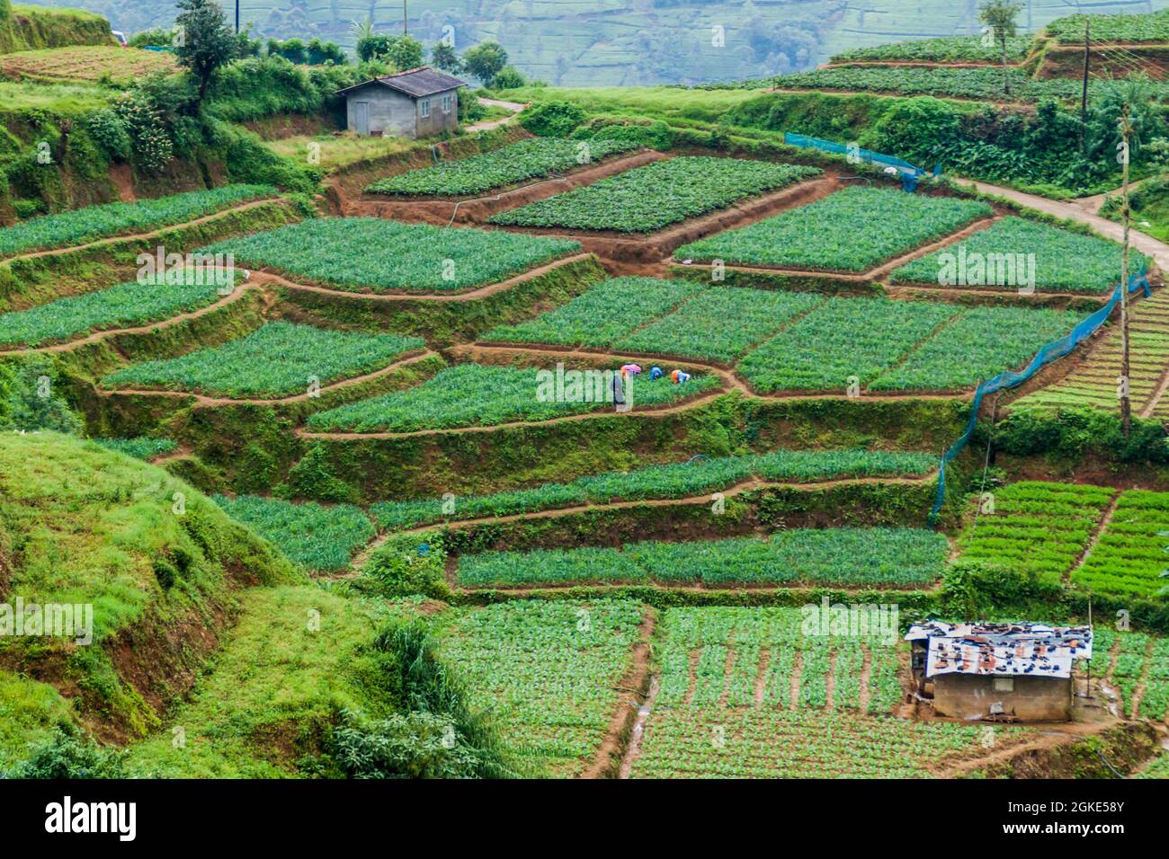 Sri lanka vegetable garden hi-res stock photography and images - Alamy