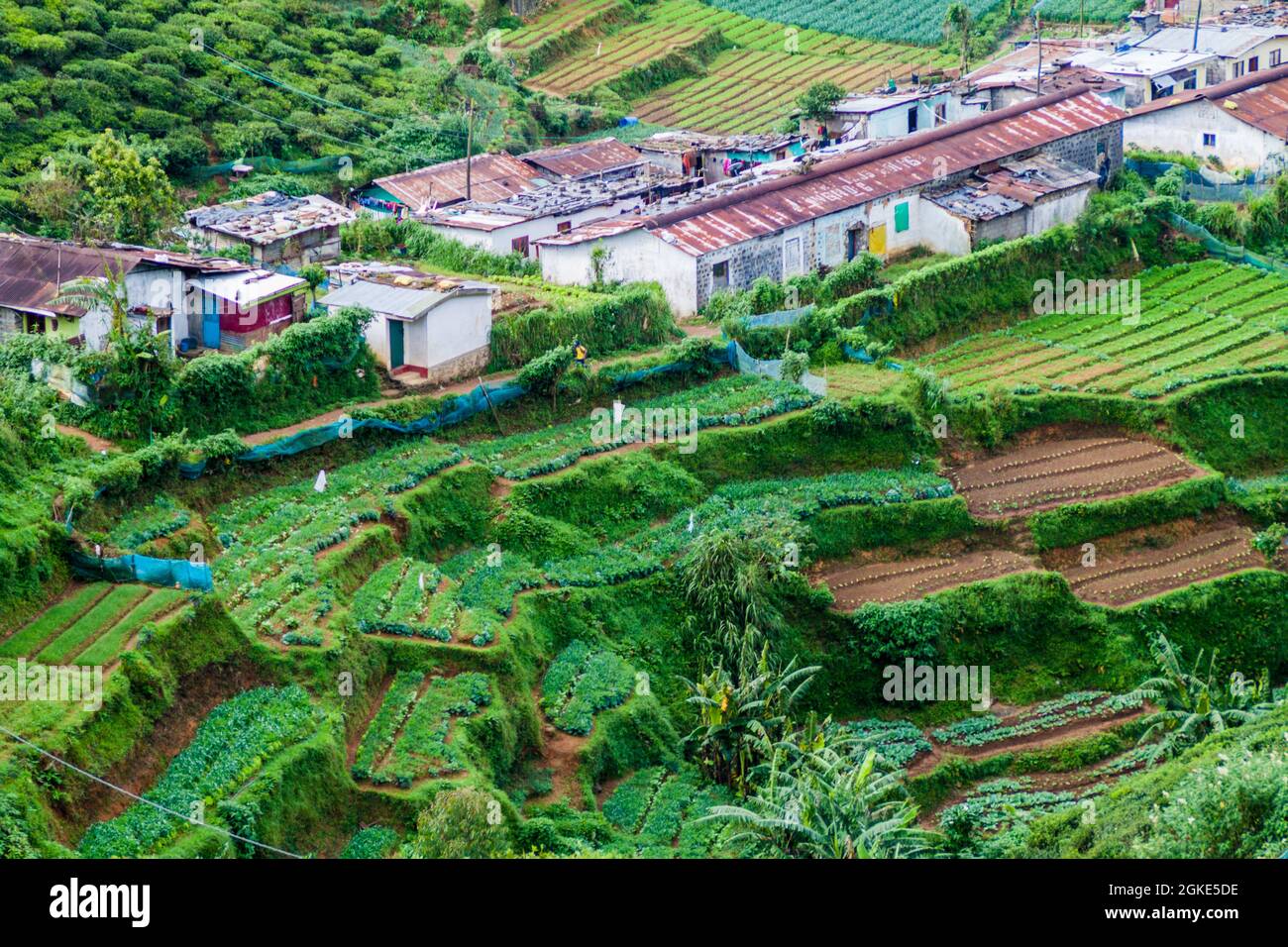 Vegetable fields near Nuwara Eliya town, Sri Lanka Stock Photo - Alamy