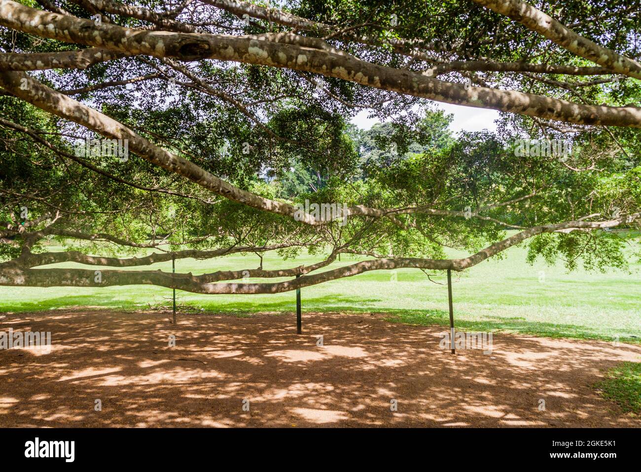 Branches of giant Ficus benjamina in Peradeniya Royal Botanical Gardens ...