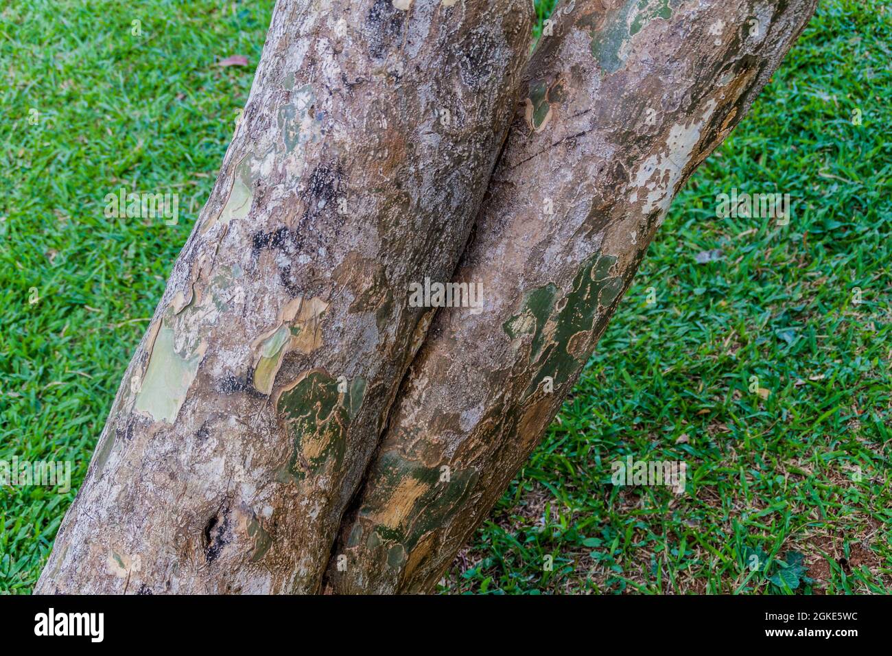 Detail of Guaiacum officinale tree in Peradeniya Royal Botanical ...