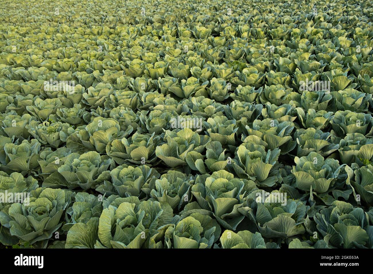 Fresh cabbage from farm field. View of green cabbages plants Stock ...