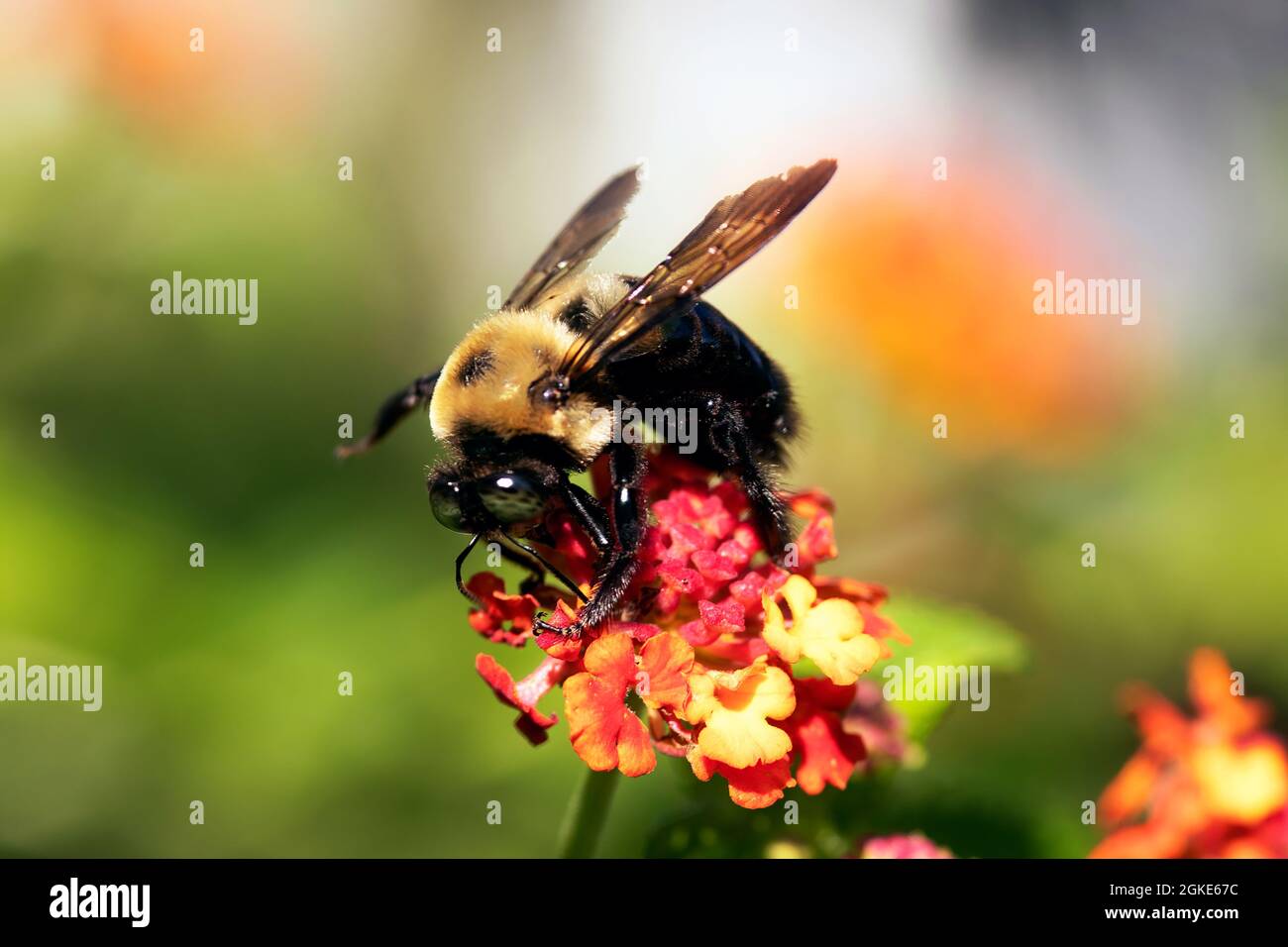 Macro male Eastern Carpenter bumblebee on lantana flowers on sunny day ...