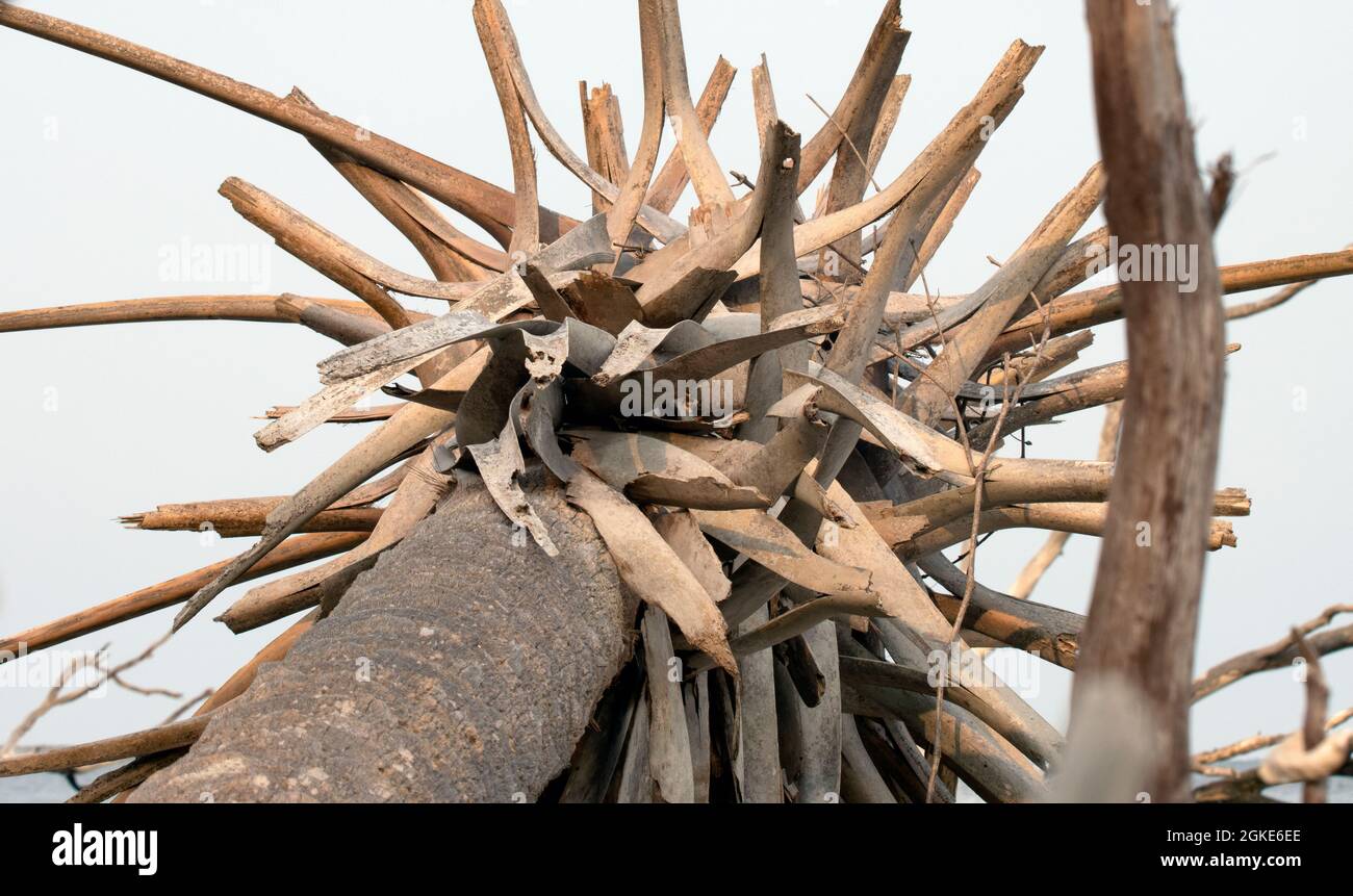 Dried fallen palm tree without fronds Stock Photo - Alamy