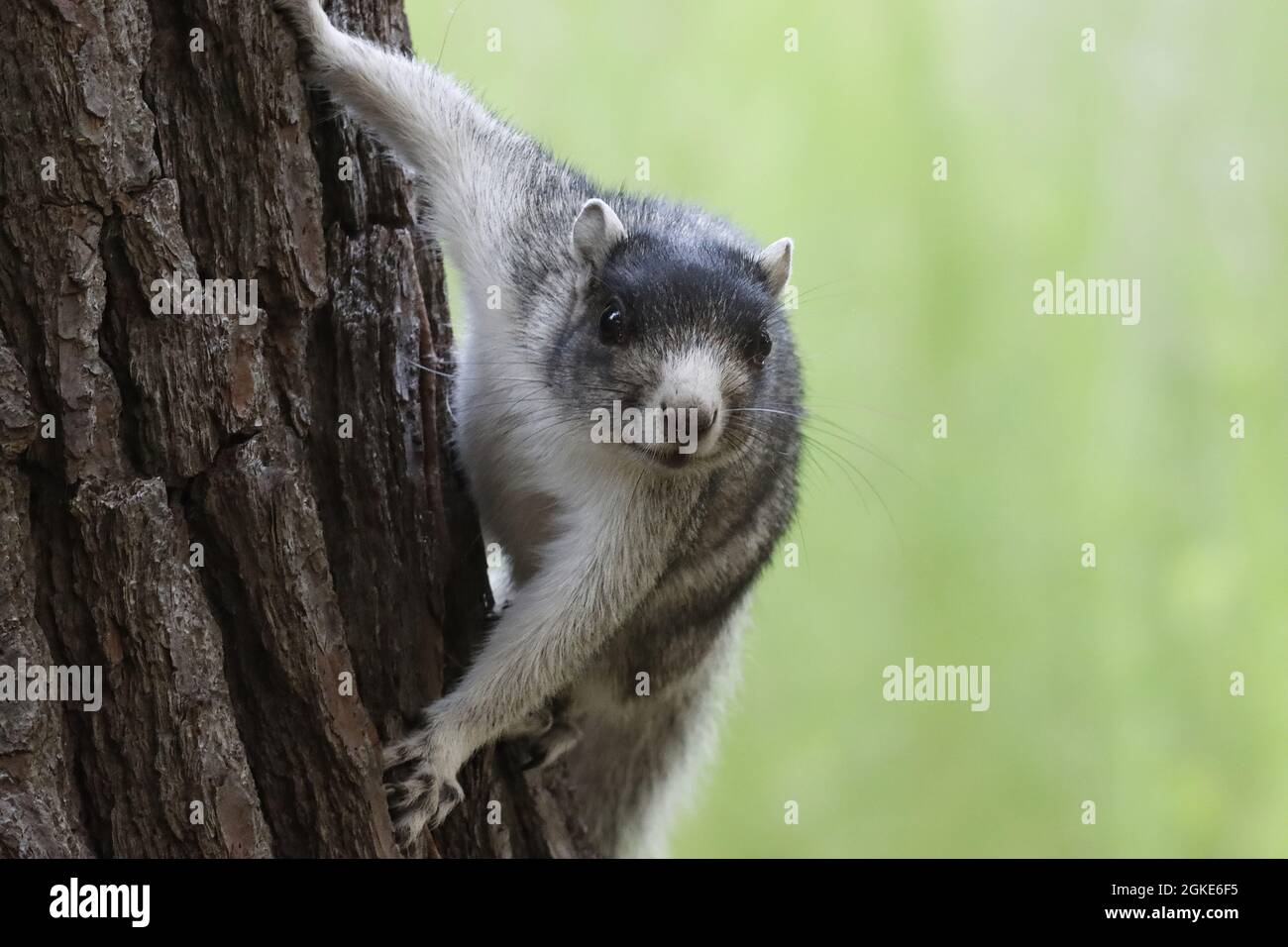 Southern Fox Squirrel