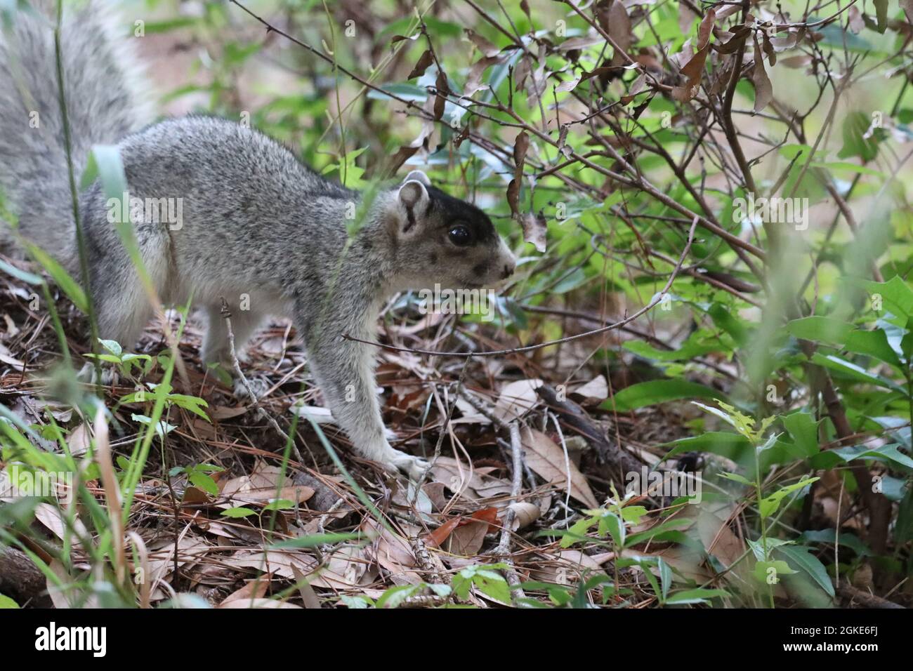 Southern Fox Squirrel on ground among leaves Stock Photo - Alamy