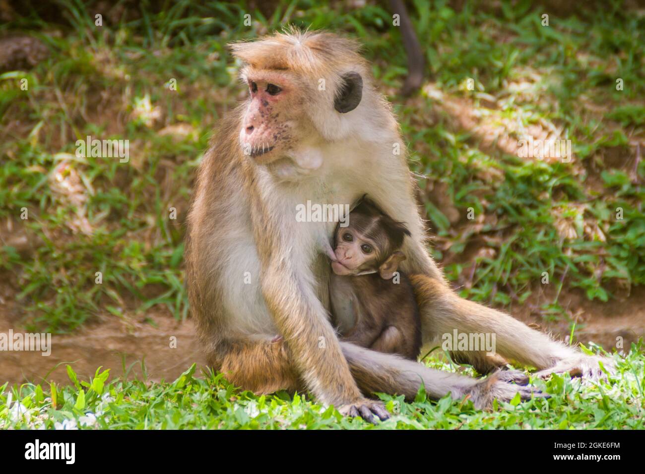Macaque mother breastfeeding its baby in Kandy, Sri Lanka Stock Photo ...