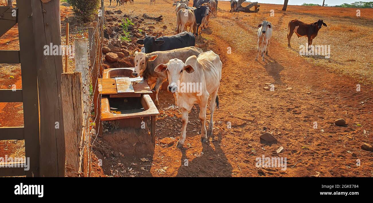Cows in cowhouse eating hay in sunset. Group of cows eating pasture on ...