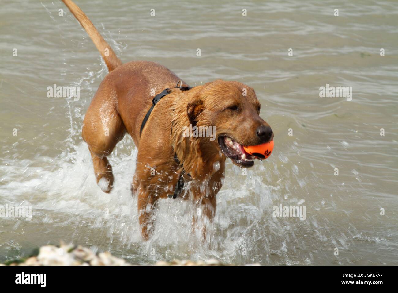 Dog fetching ball from the sea hi-res stock photography and images - Alamy