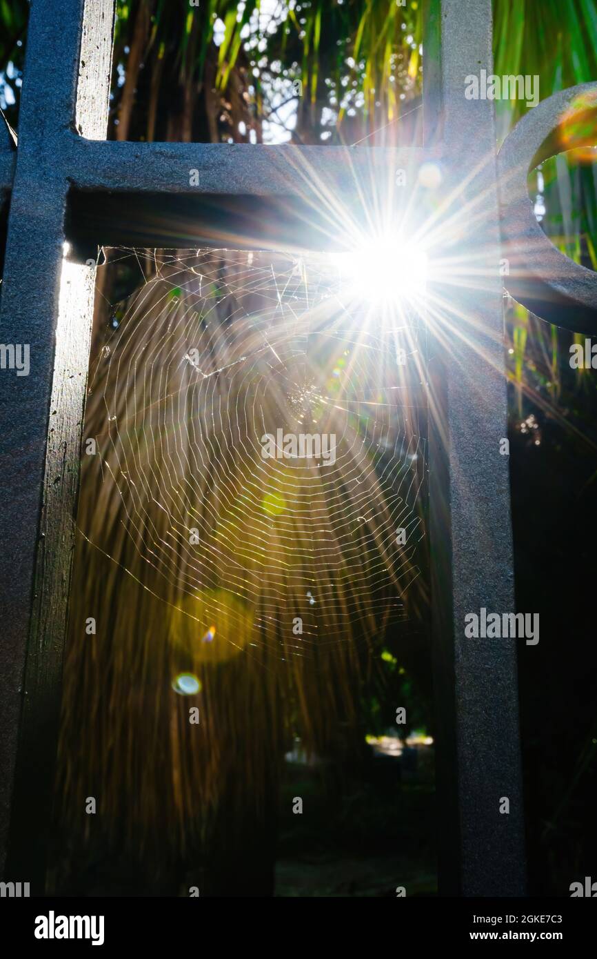 view through spider net on a steel fence of palm tree leaves and ...