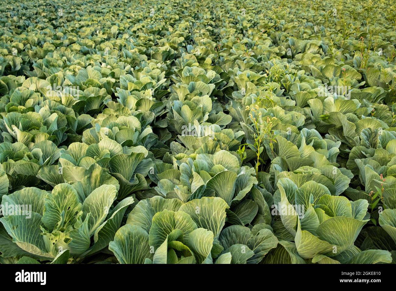 Fresh cabbage from farm field. View of green cabbages plants Stock ...