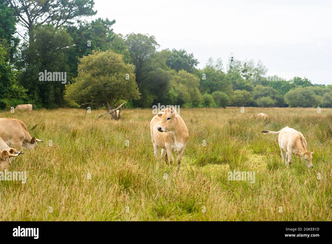 Limousin cows in Bretagne, France. A group of brown cows Aubrac graze ...