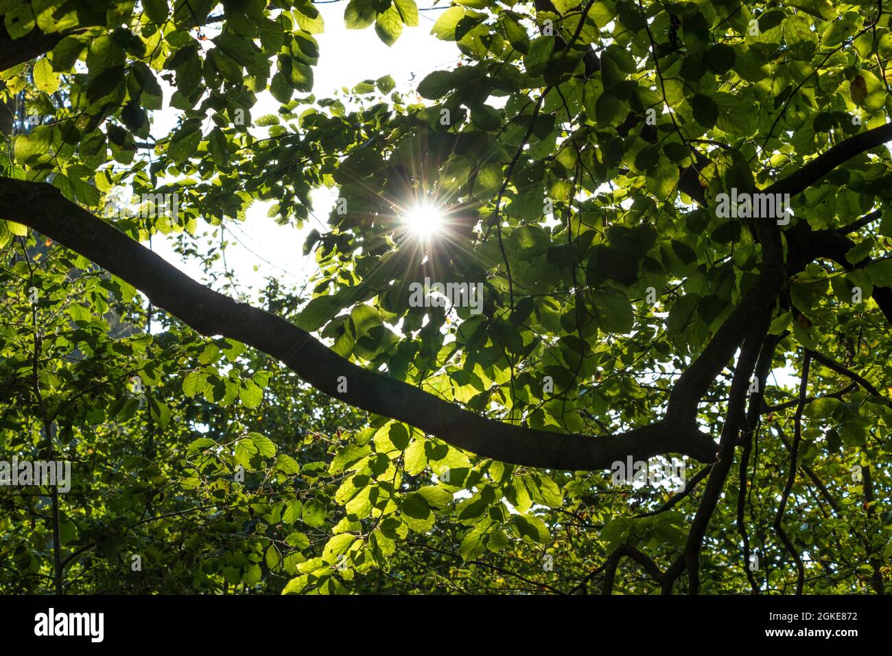 Beautiful sunlight through tree branches hi-res stock photography and ...