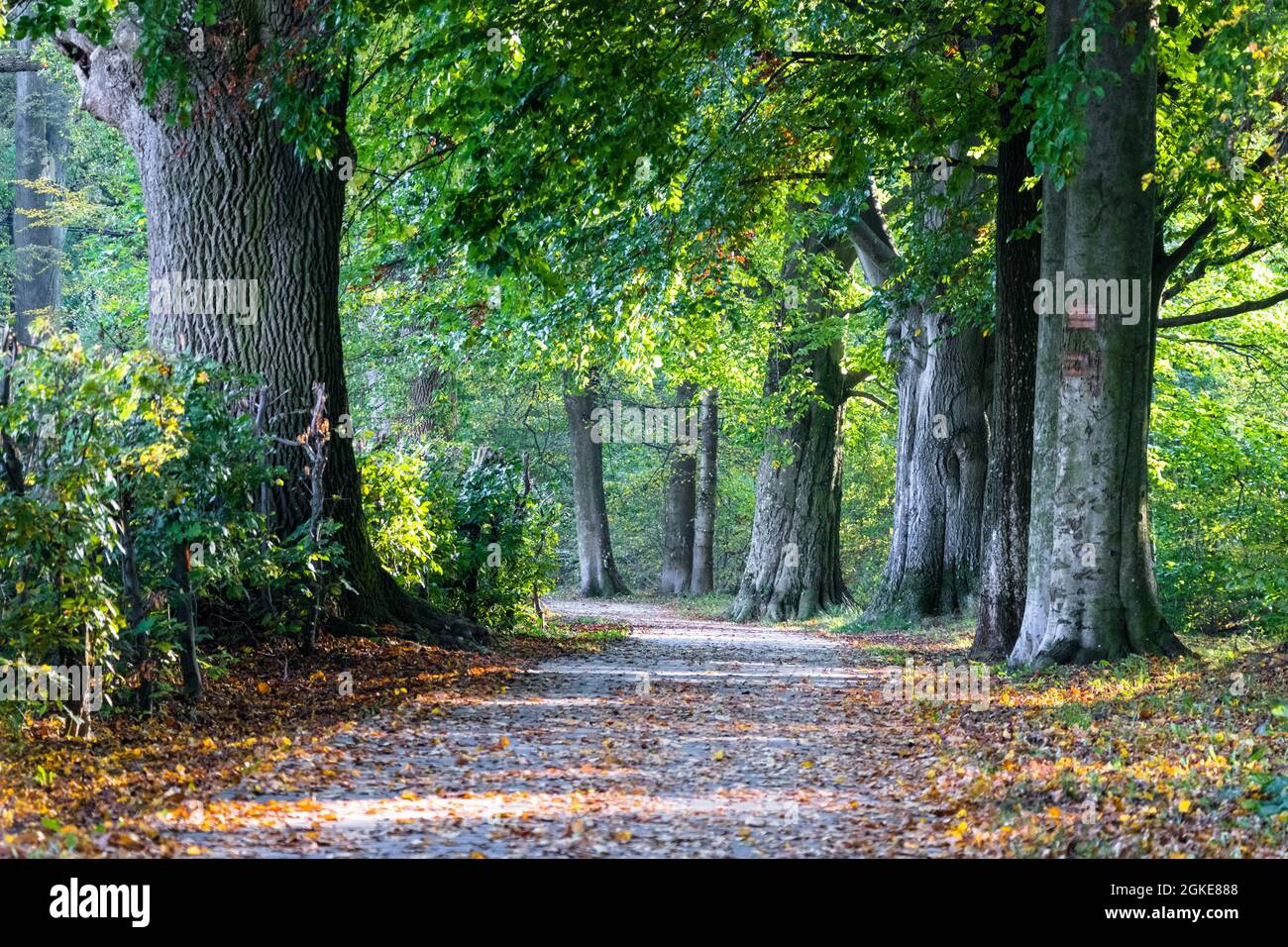 path lined with trees covered with fallen leaves during autumn Stock ...