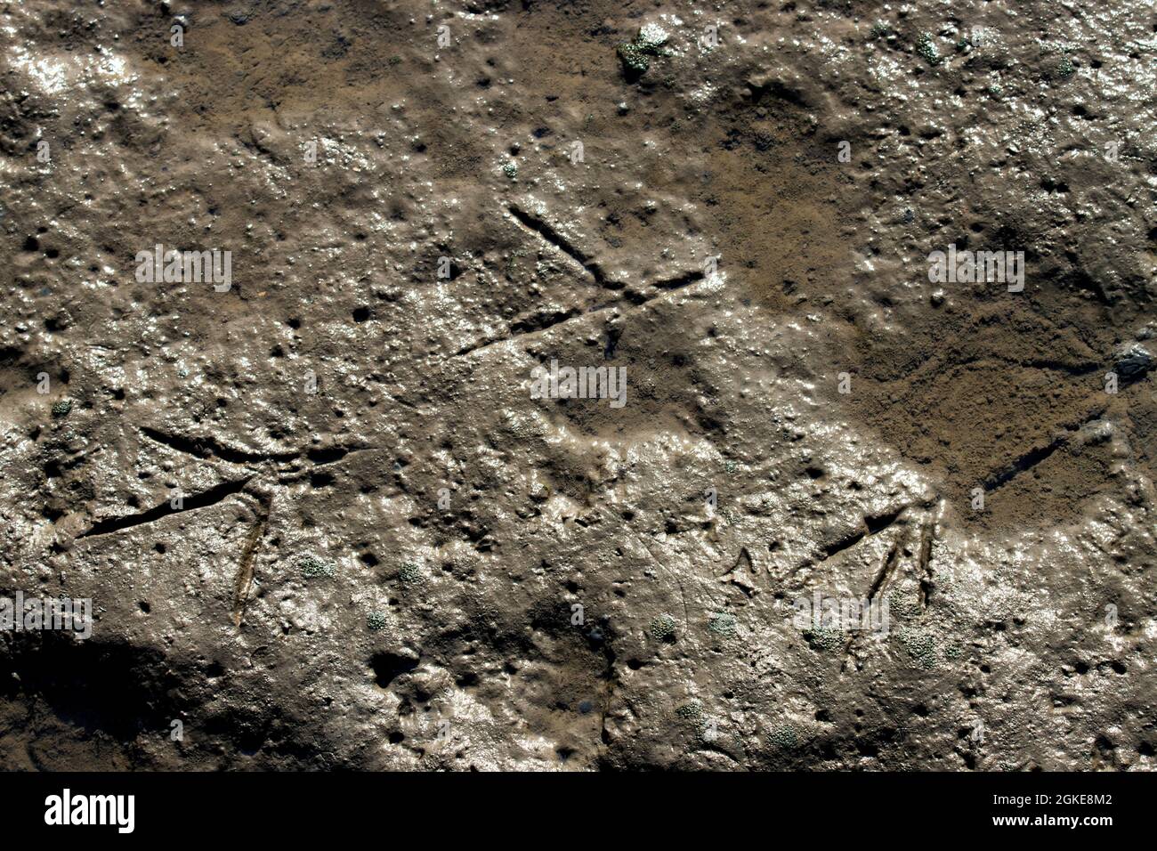 Footprints of wading birds in mud flats in salt marsh Stock Photo - Alamy