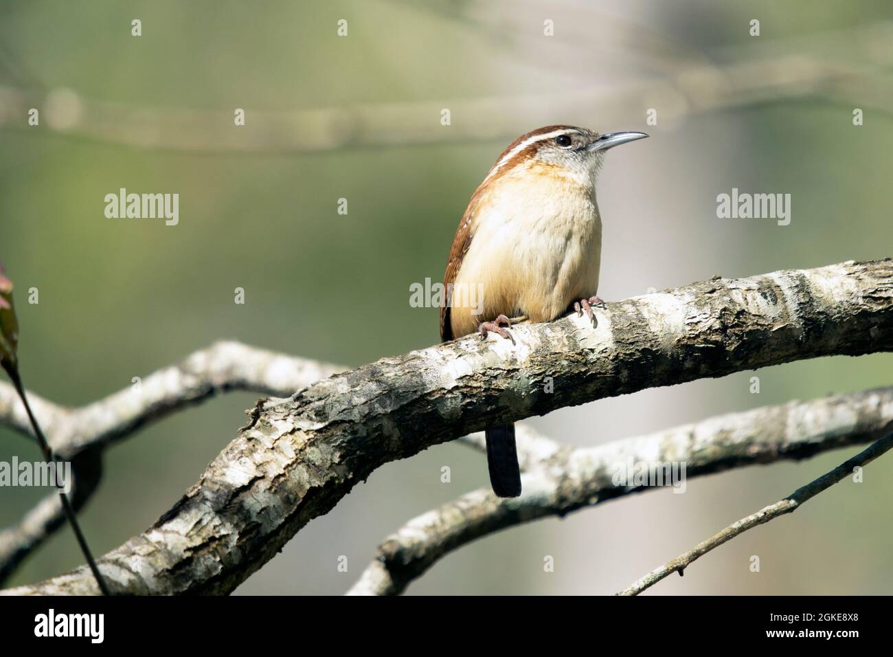 Carolina Wren Thryothorus ludovicianus on tree branch Stock Photo - Alamy