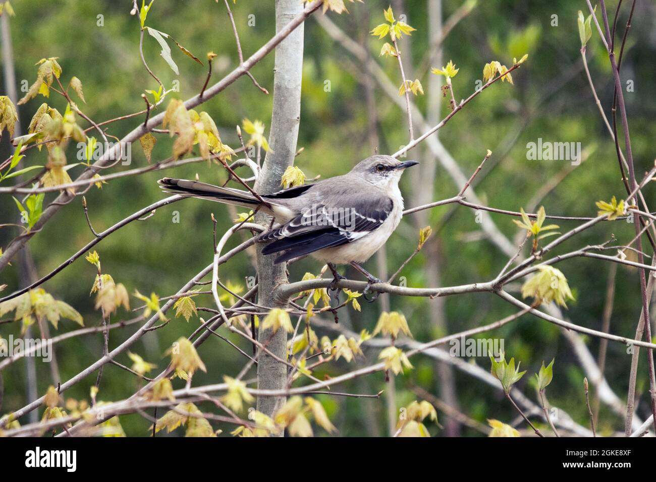 Mockingbird Feathers High Resolution Stock Photography and Images - Alamy