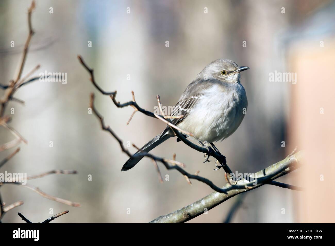 Northern Mockingbird perched on tree branch Stock Photo - Alamy