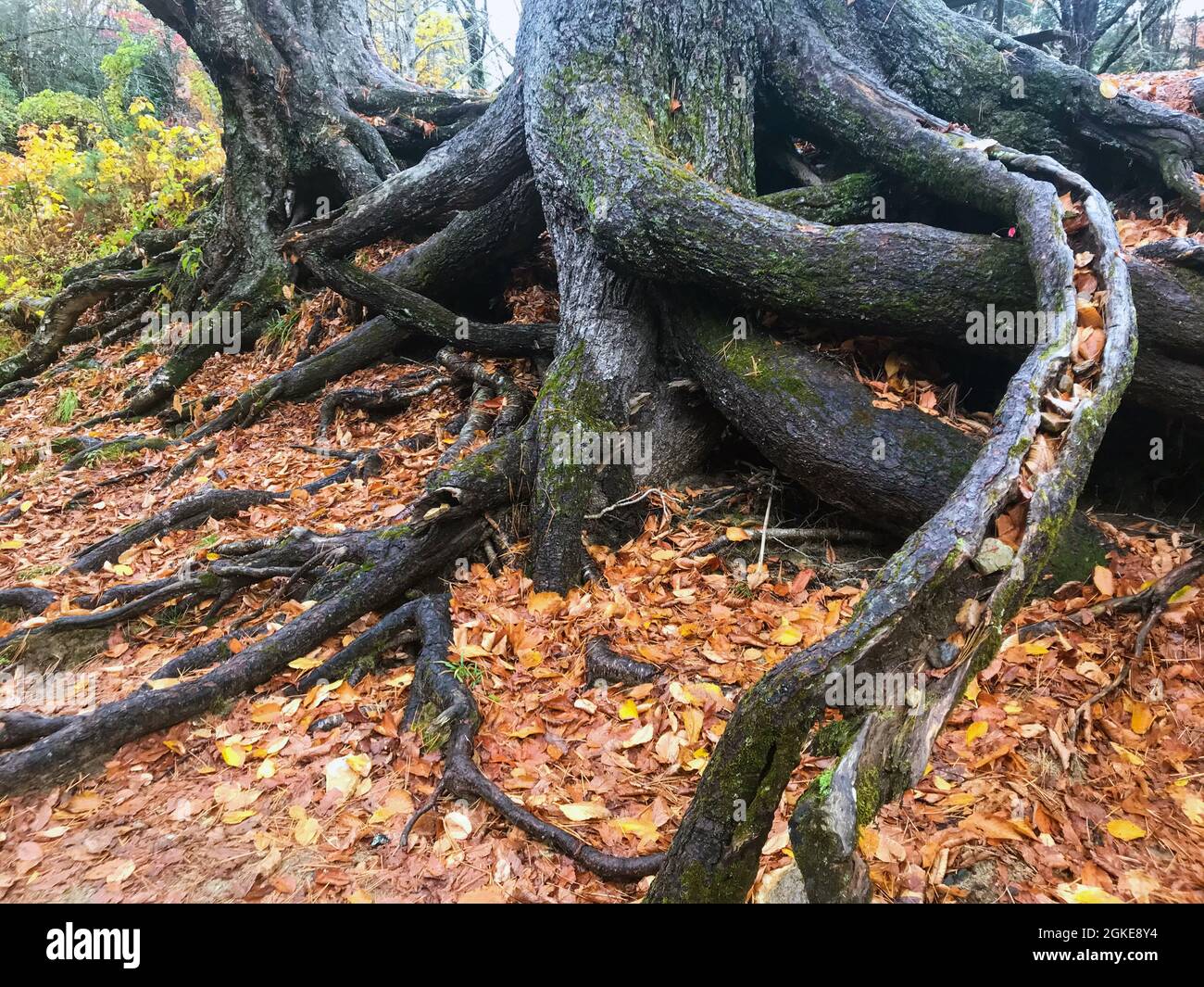 Autumn exposed tree roots with colorful leaves inside gap in root Stock ...