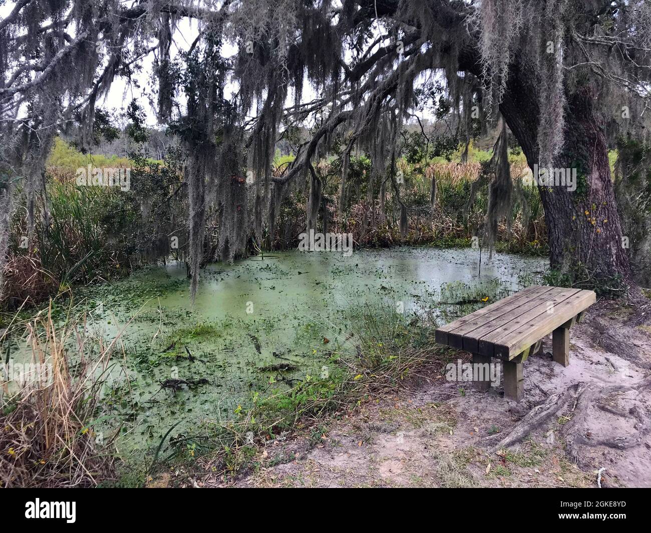 Spanish moss growing on trees over algae covered pond and wooden bench ...