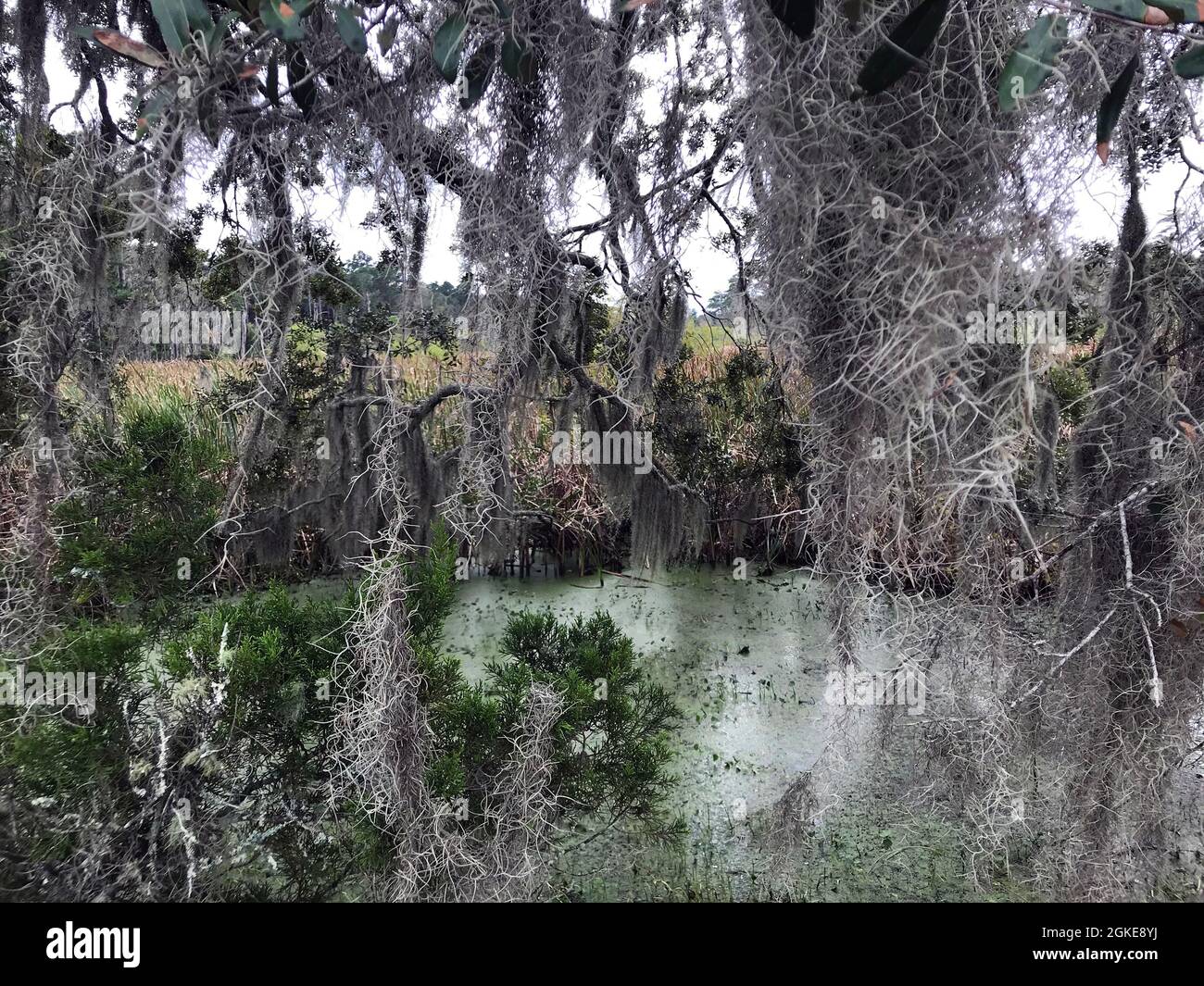 Spanish moss growing on trees over algae covered pond in cattail swamp ...