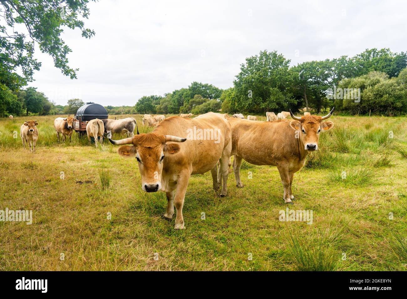 Limousin cows in Bretagne, France. A group of brown cows Aubrac graze ...
