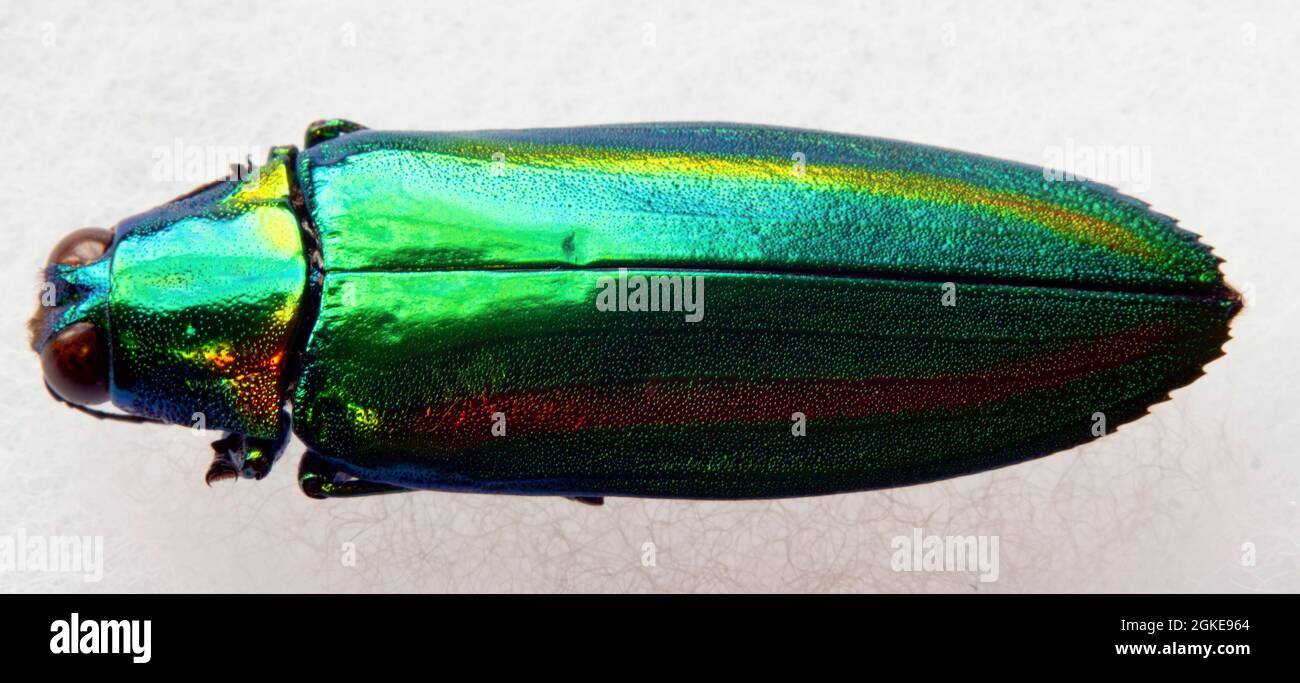 macro jade green jewel beetle on white background Stock Photo - Alamy