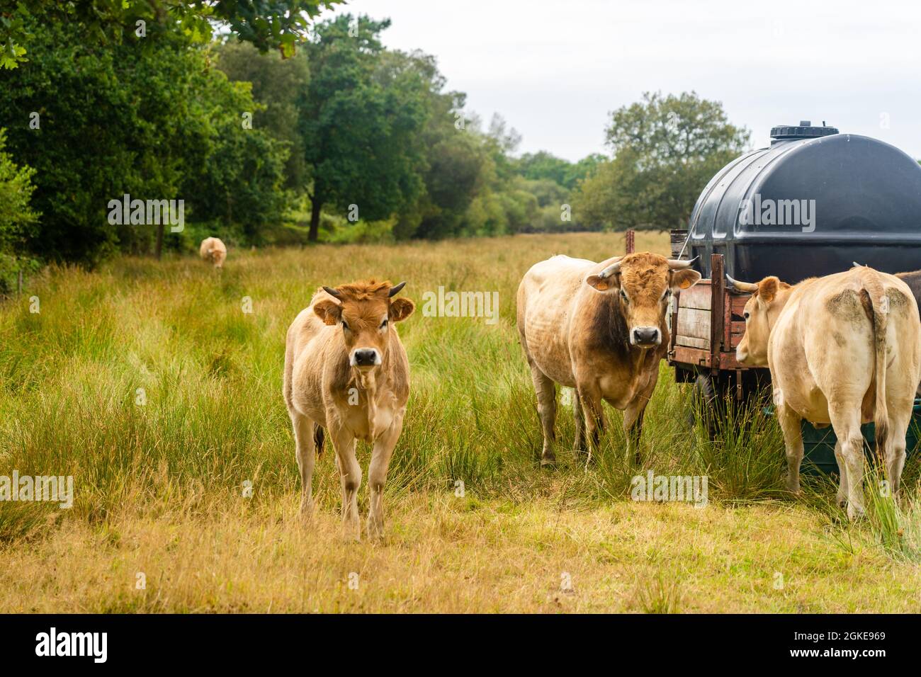 Group adult brown Limousin cow with herd of young gobies and cattle ...