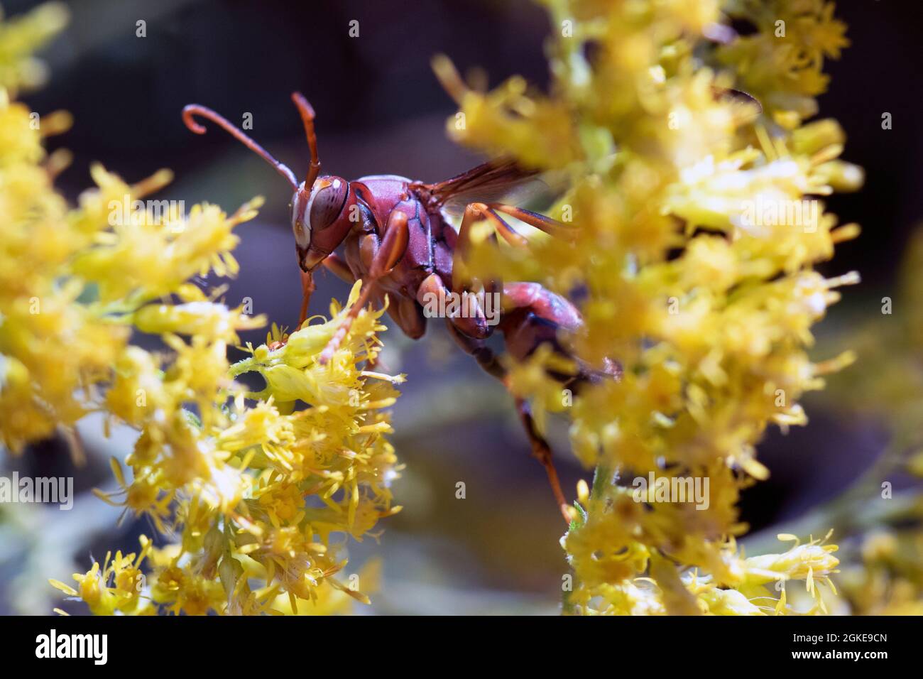 Macro Red Paper Wasp Polistes carolina on yellow Goldenrod on sunny day ...