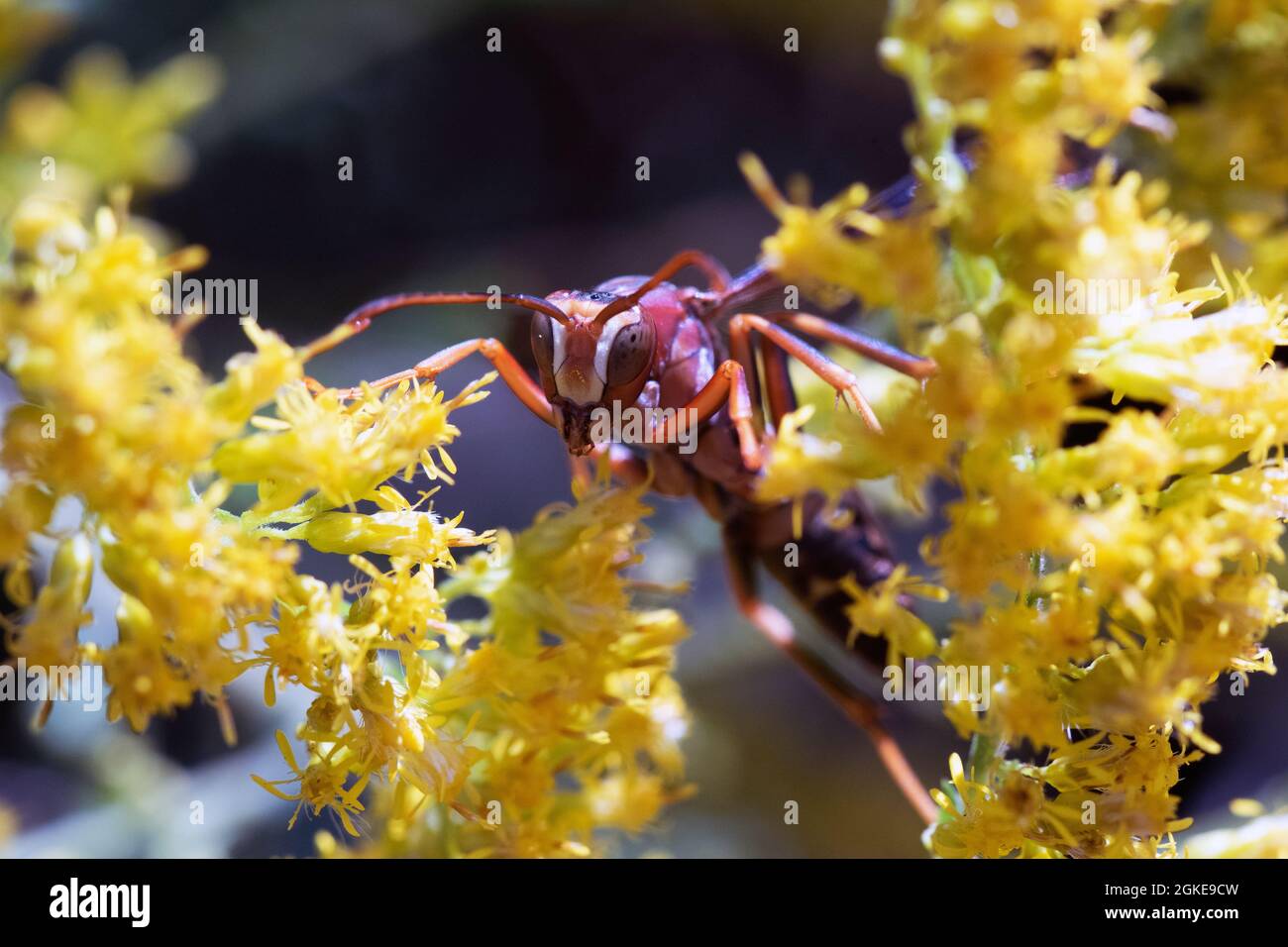 Macro Red Paper Wasp Polistes carolina on yellow Goldenrod on sunny day ...