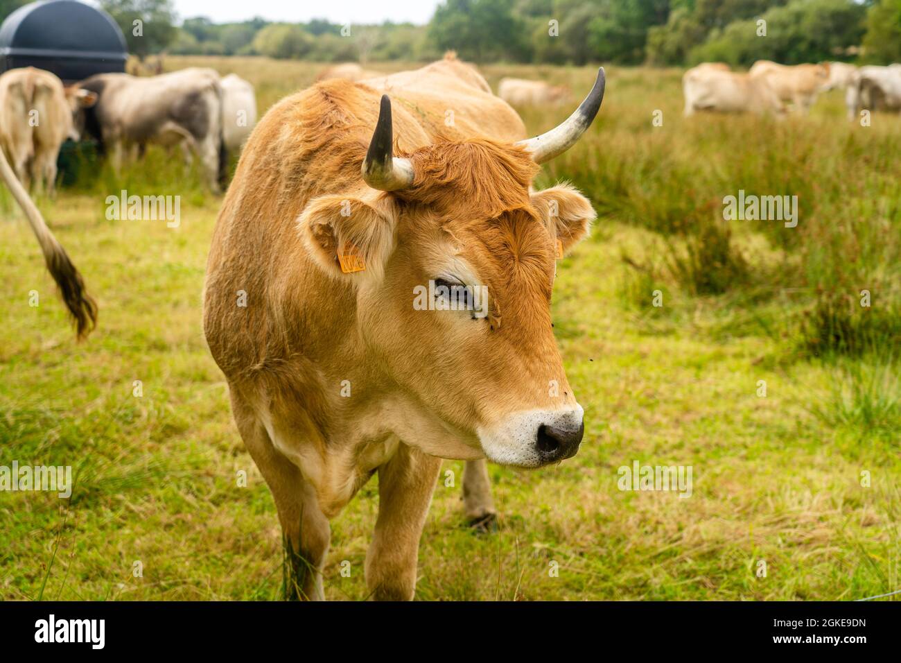 Limousin cows in Bretagne, France. A group of brown cows Aubrac graze ...