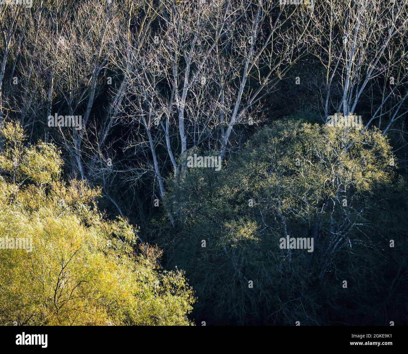 Three tree species in different stages of foliation at the beginning of ...