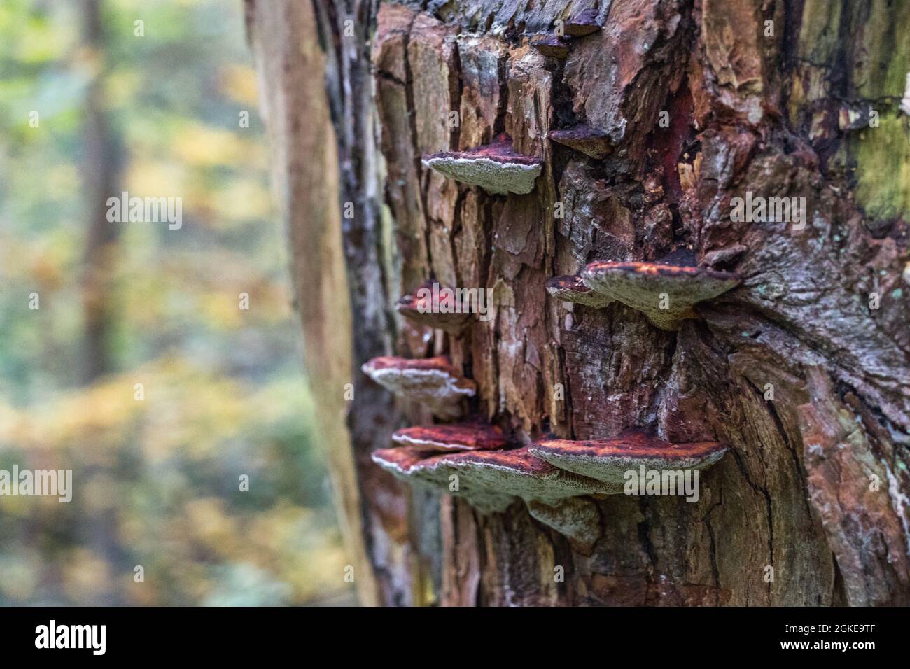 Trunk parasite hi-res stock photography and images - Alamy