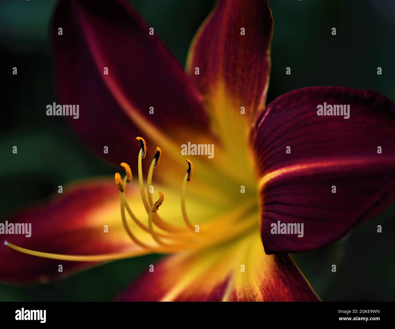 Hemerocallis 'Ruby Spider' (Daylily Stock Photo - Alamy