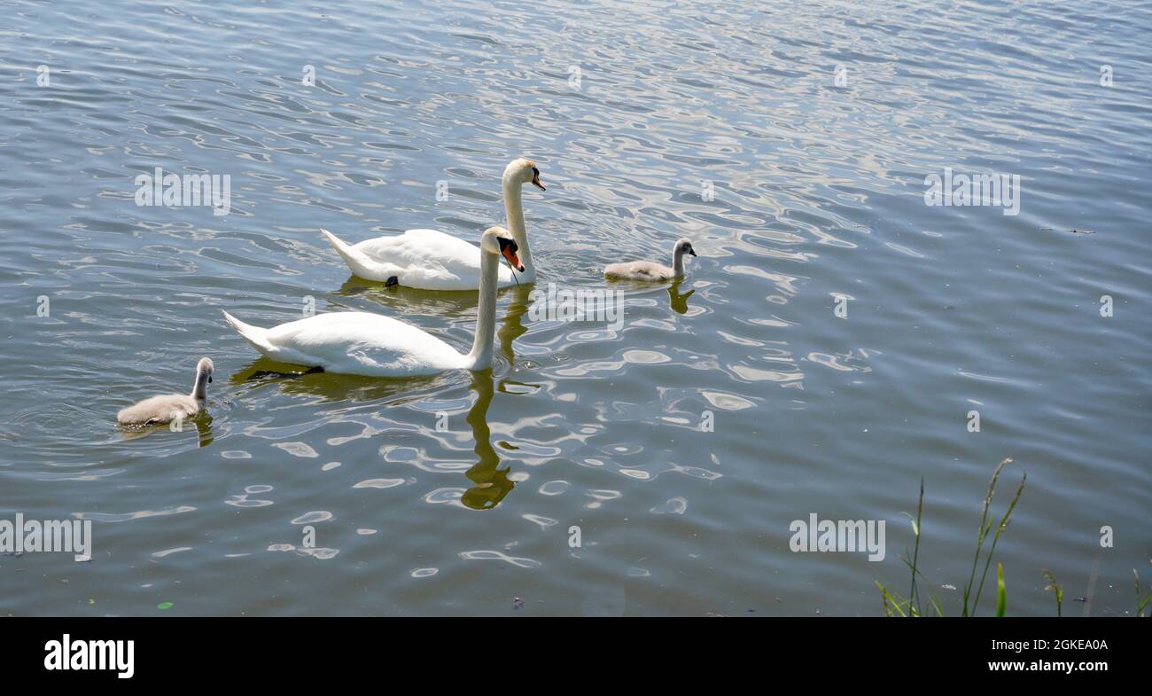 Family group of swans hi-res stock photography and images - Alamy
