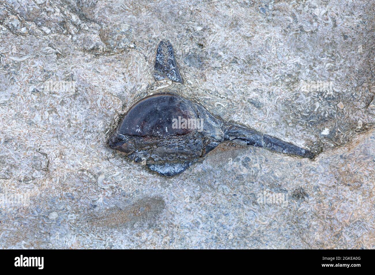Fossil in stone, archaeological and palontological find of an ancient ...