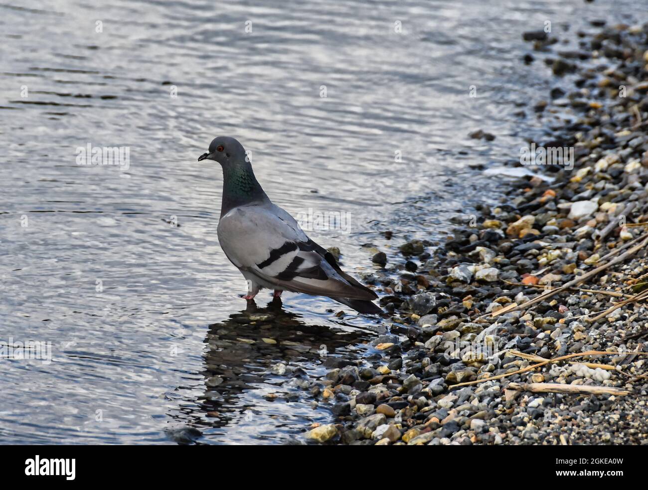 Closeup shot of a pigeon in the water near the coast with pebble stones ...