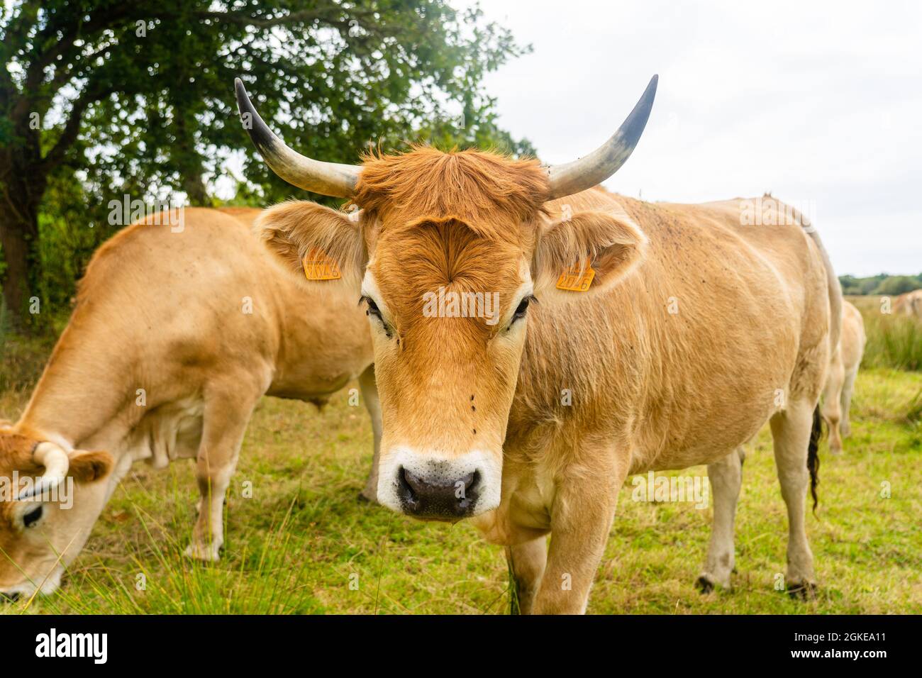 Limousin cows in Bretagne, France. A group of brown cows Aubrac graze ...